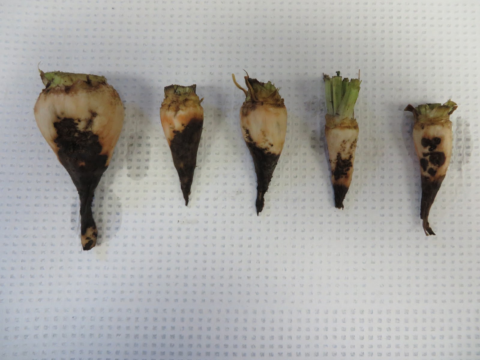 Sugarbeet Rhizoctonia Management Plan for 2018