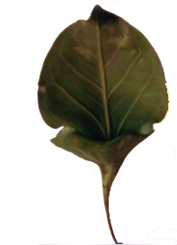 Shivrinarayan Mandir Chhattisgarh ( शिवरीनारायण मंदिर ,जांजगीर चांपा ...