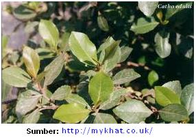 KEHIDUPAN LIAR: Apa sih Tanaman Khat itu