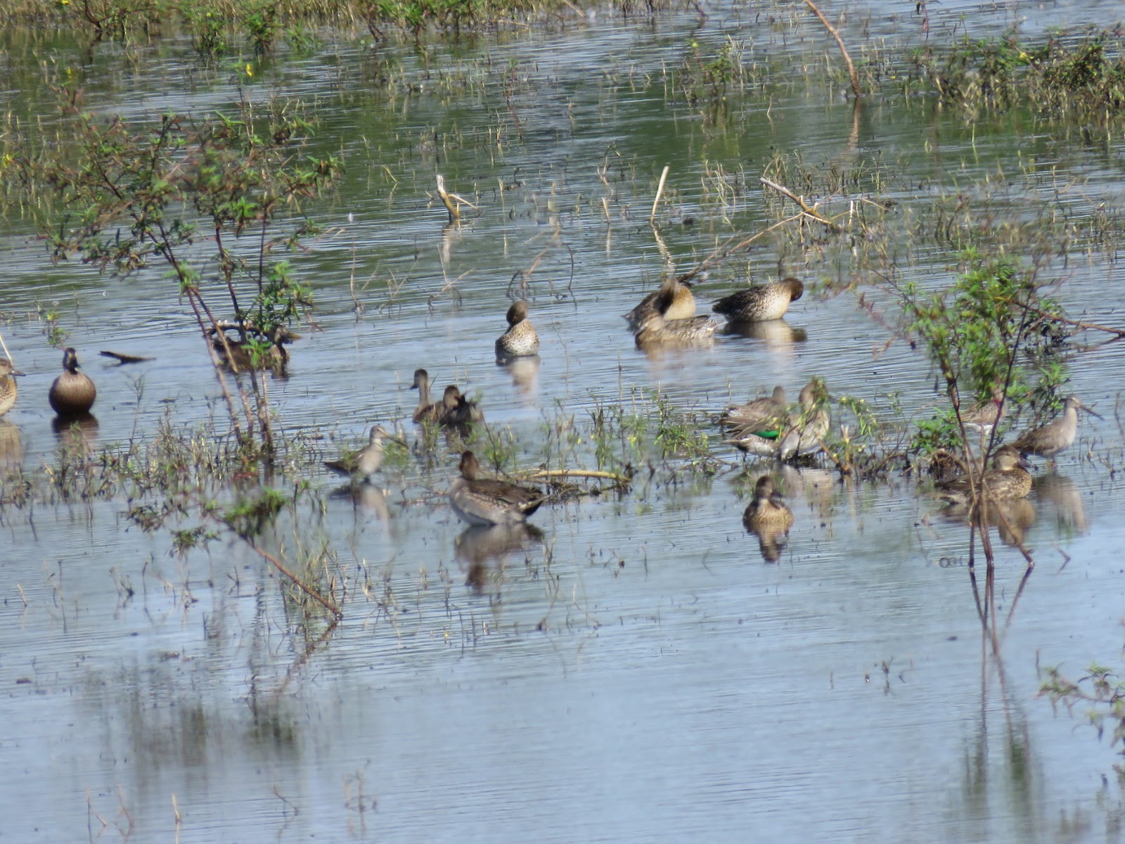 Bird & Travel Photos, Birding Sites, Bird Information: VIEWS OF ...