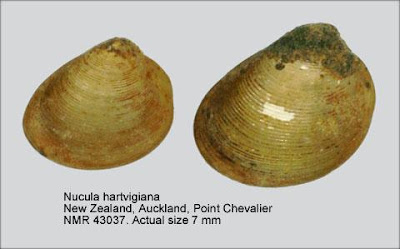 Variety of Life: Nuculidae