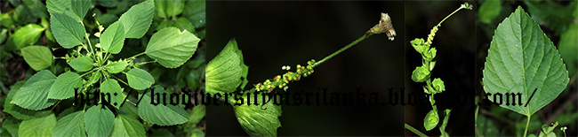 Biodiversity of Sri Lanka: කුප්පමේනිය[Kuppameniya]/Indian copperleaf ...