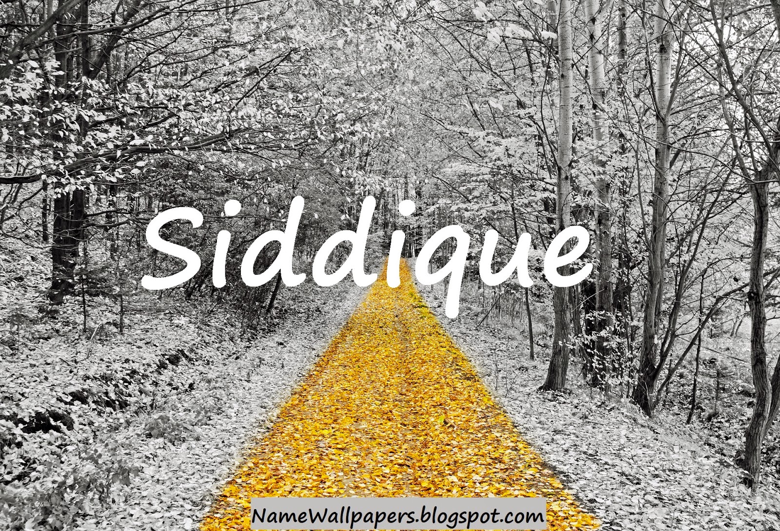Siddique Name Wallpapers Siddique ~ Name Wallpaper Urdu Name Meaning ...
