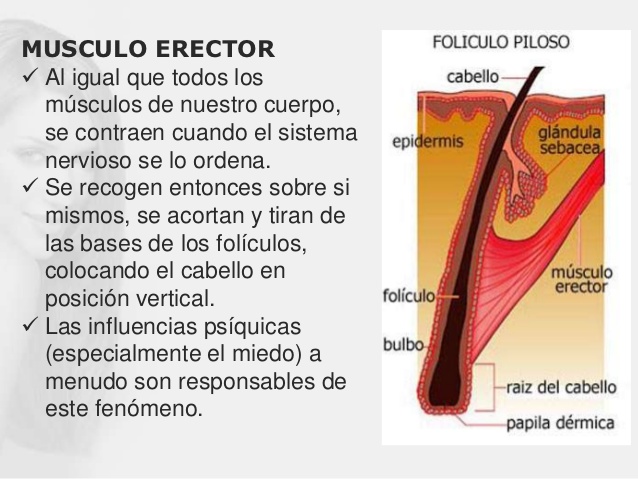 1. PRINCIPIOS ANATOMOFISIOLÓGICOS DEL ÓRGANO CUTÁNEO Y FUNDAMENTOS DE ...
