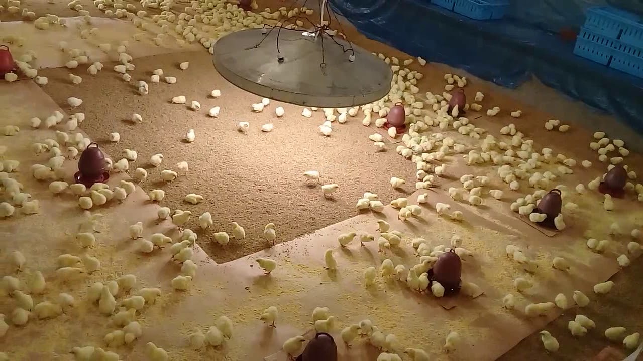 PREPARING POULTRY BROODING HOUSE: BASIC NEEDS