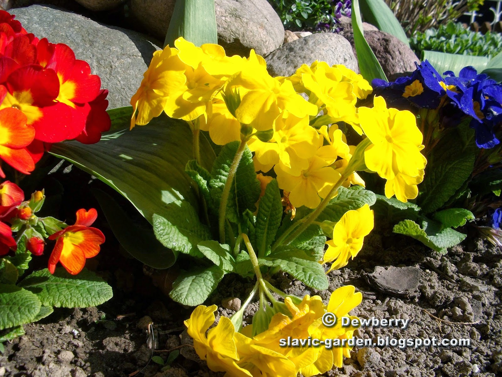 Slavic Garden - Słowiański Ogród: Primroses and pansies // Bratki i ...