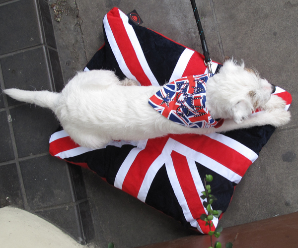 Cosima Pole: Diamond Jubilee Palm Dog Victory Parade for Smurf
