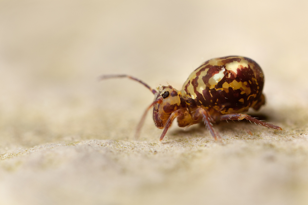 phils photographic adventures: Springtail Madness jan 22nd