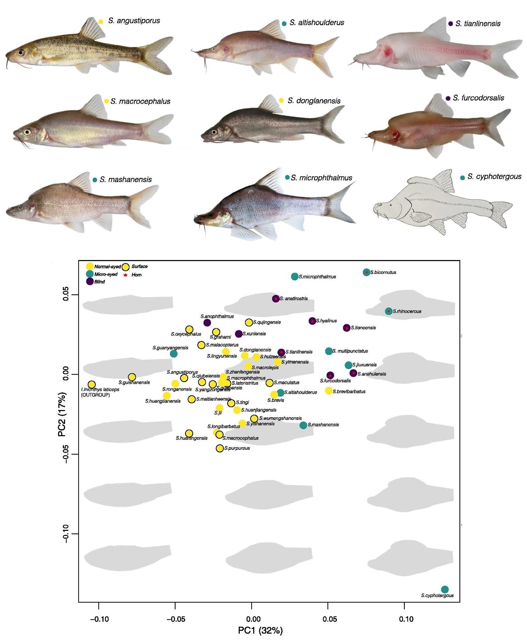 Species New to Science: [Ichthyology • 2021] Evolution in ...