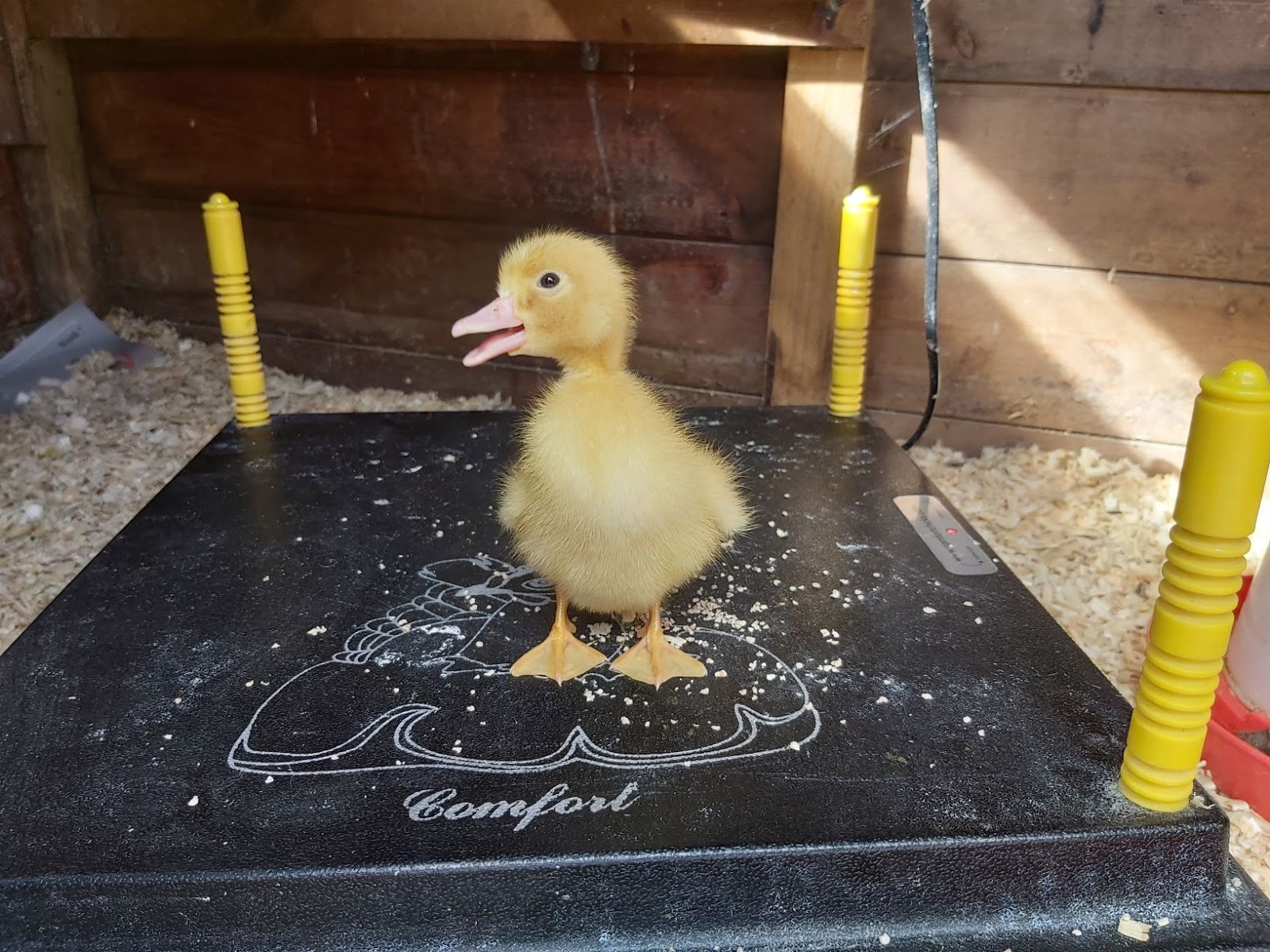 An English Homestead: Ducklings Are Cuter Than Chicks!