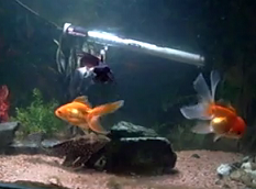 Caring of goldfish from young to full grown ~ Goldfish Care Group