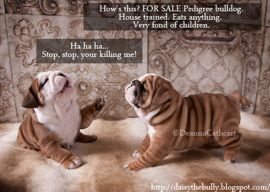 Daisy The Bully: Moo Moo 5 Weeks