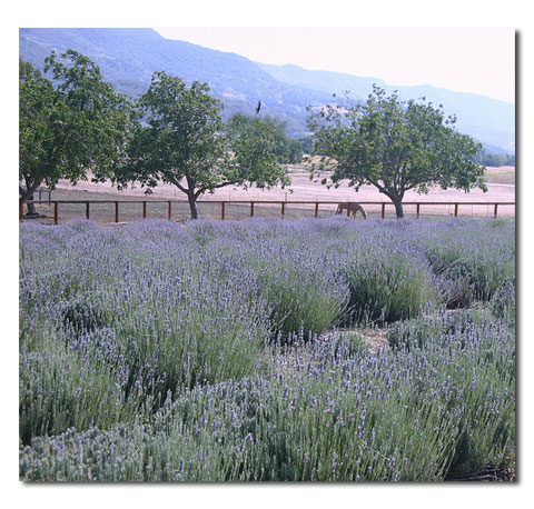 Get Me Out Of LA: Lovely Lavender - Ojai Valley Day Trip