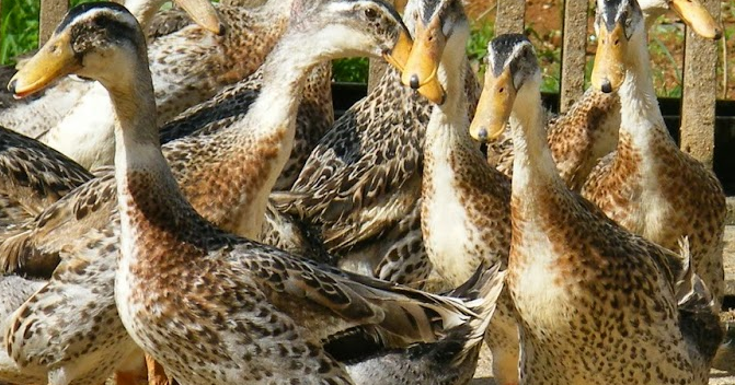 Dunia Ternak: Macam-macam itik lokal di Indonesia