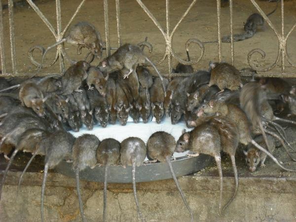 Mind Blown: Karni Mata, the Hindu Rat Temple