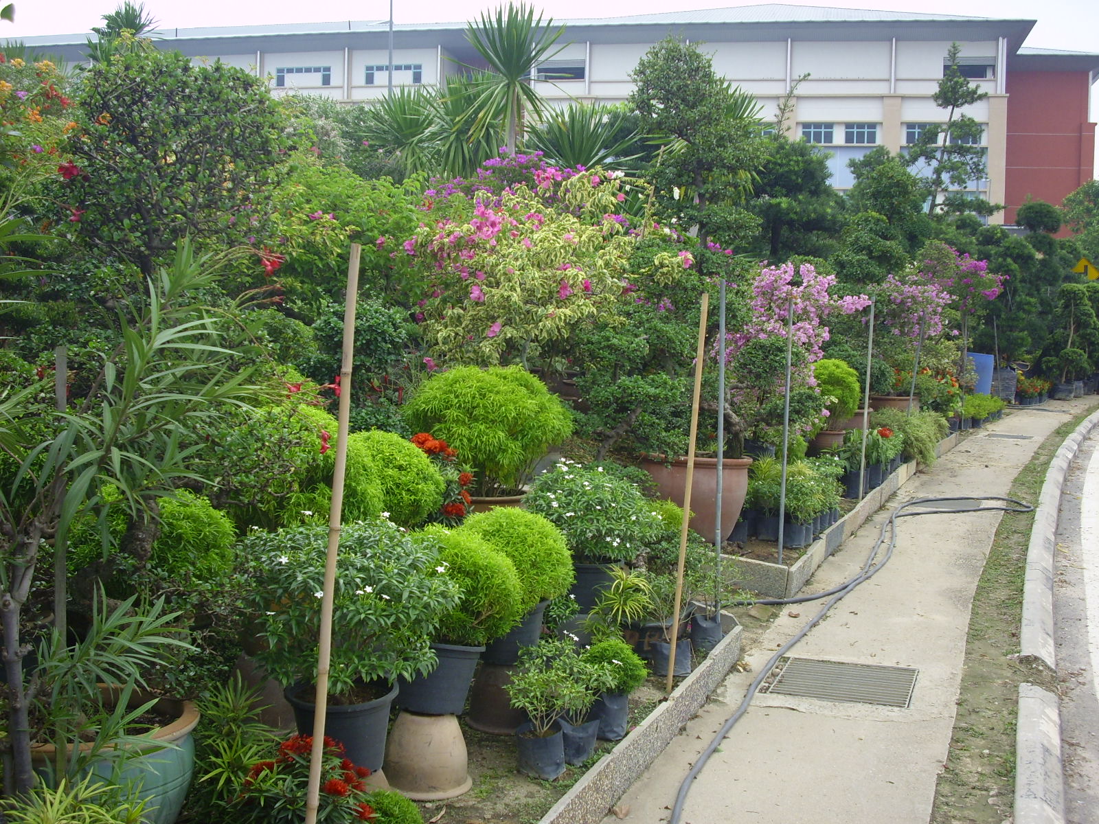 DIARI DIELA: Nursery Bunga Sungai Buluh