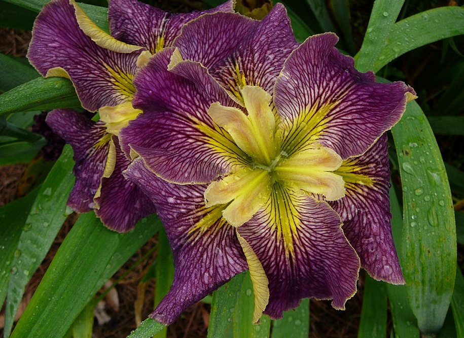 World of Irises: The Diversity of Color in Louisiana Irises - "Unusual ...