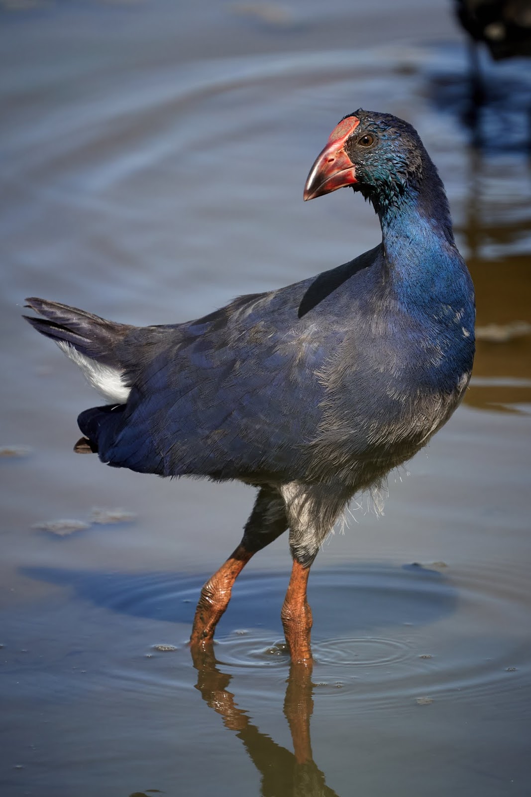La Fauna Ibérica en Fotos: El precioso Calamón de Calatilla