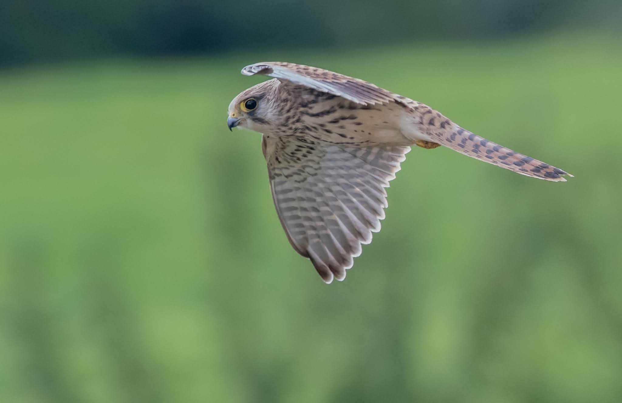 Northamptonshire Birding: Most common raptors in Northants