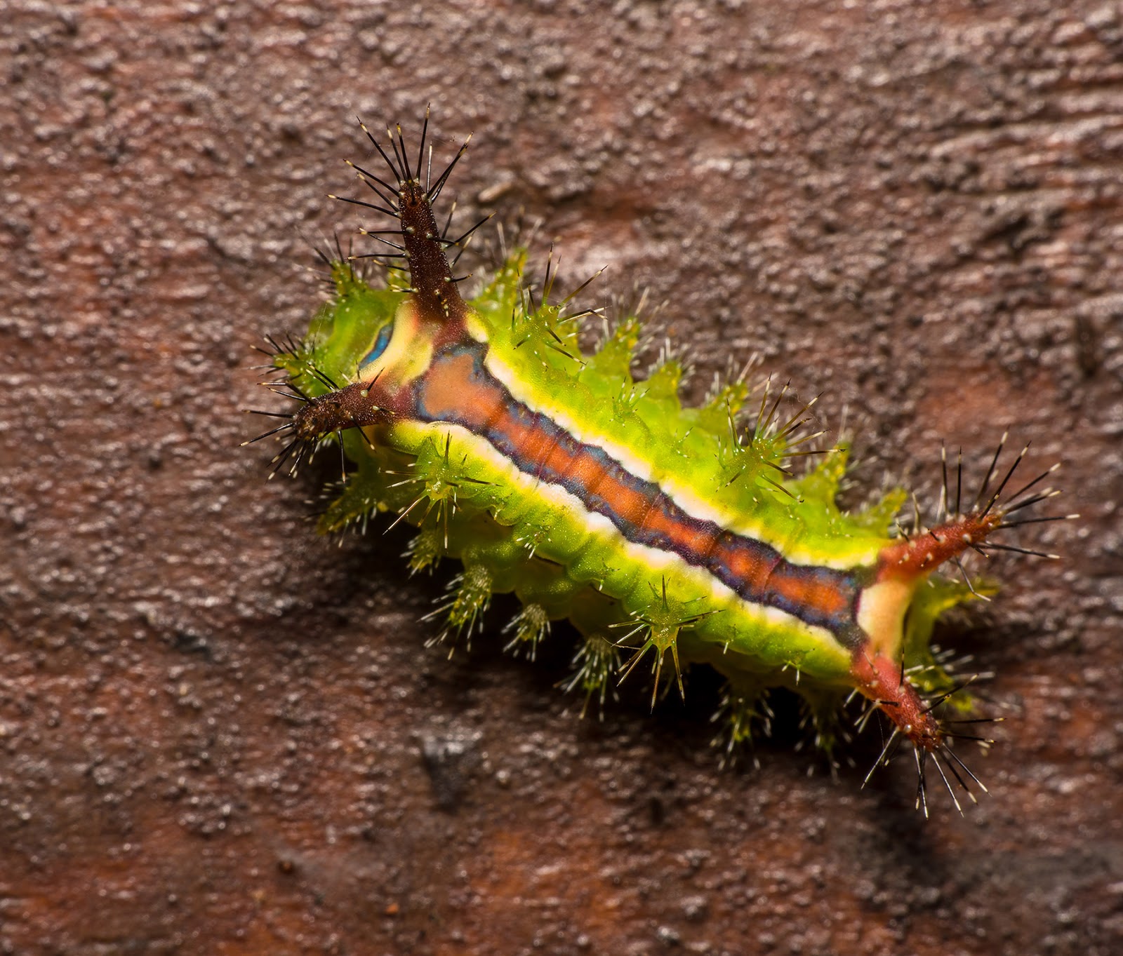 tower record: 外型有如海洋生物般有趣的三色刺蛾幼蟲_Thosea rufa Wileman, 1915 (Moth)