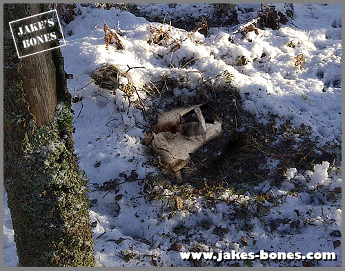 My common European gruffalo skull : Jake's Bones