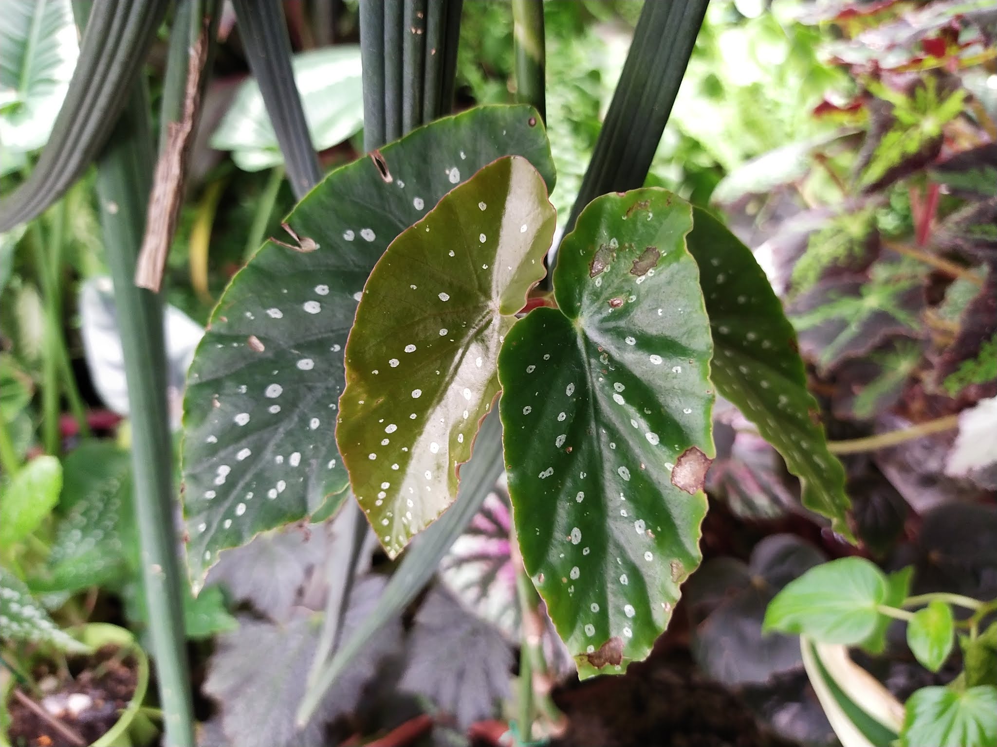 Garden Chronicles of James David: Cane Begonia 'Albo-picta var rosea'