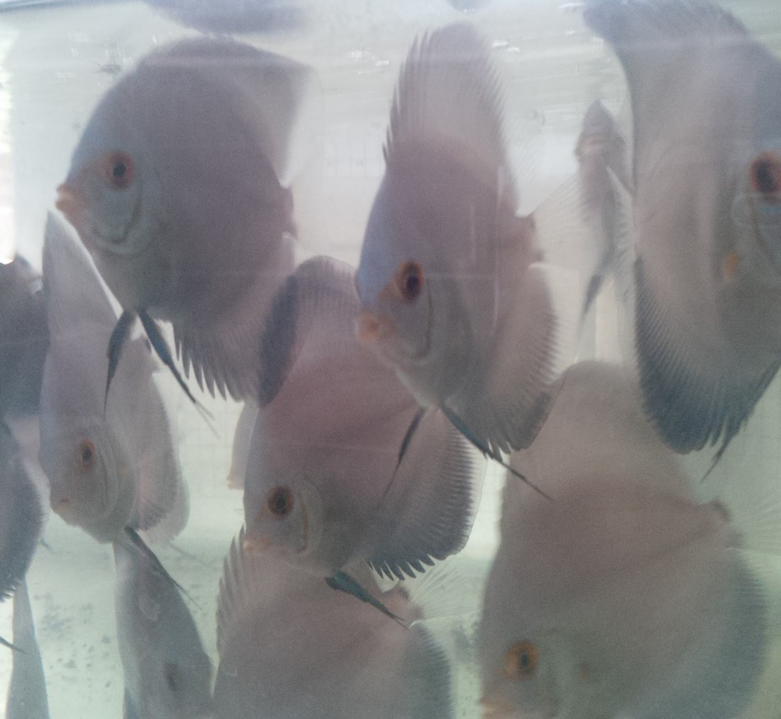 Blue Diamond ~ Indonesia Tropical Fish