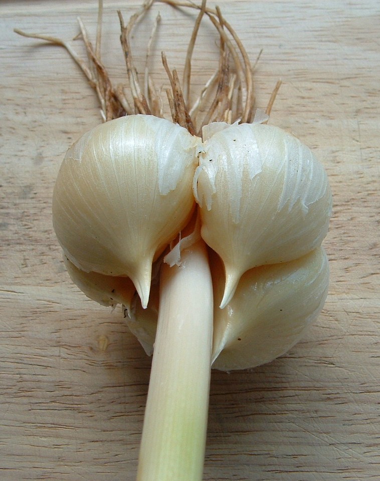 A Woodsrunner's Diary: Colonial & Native Survival Crops.