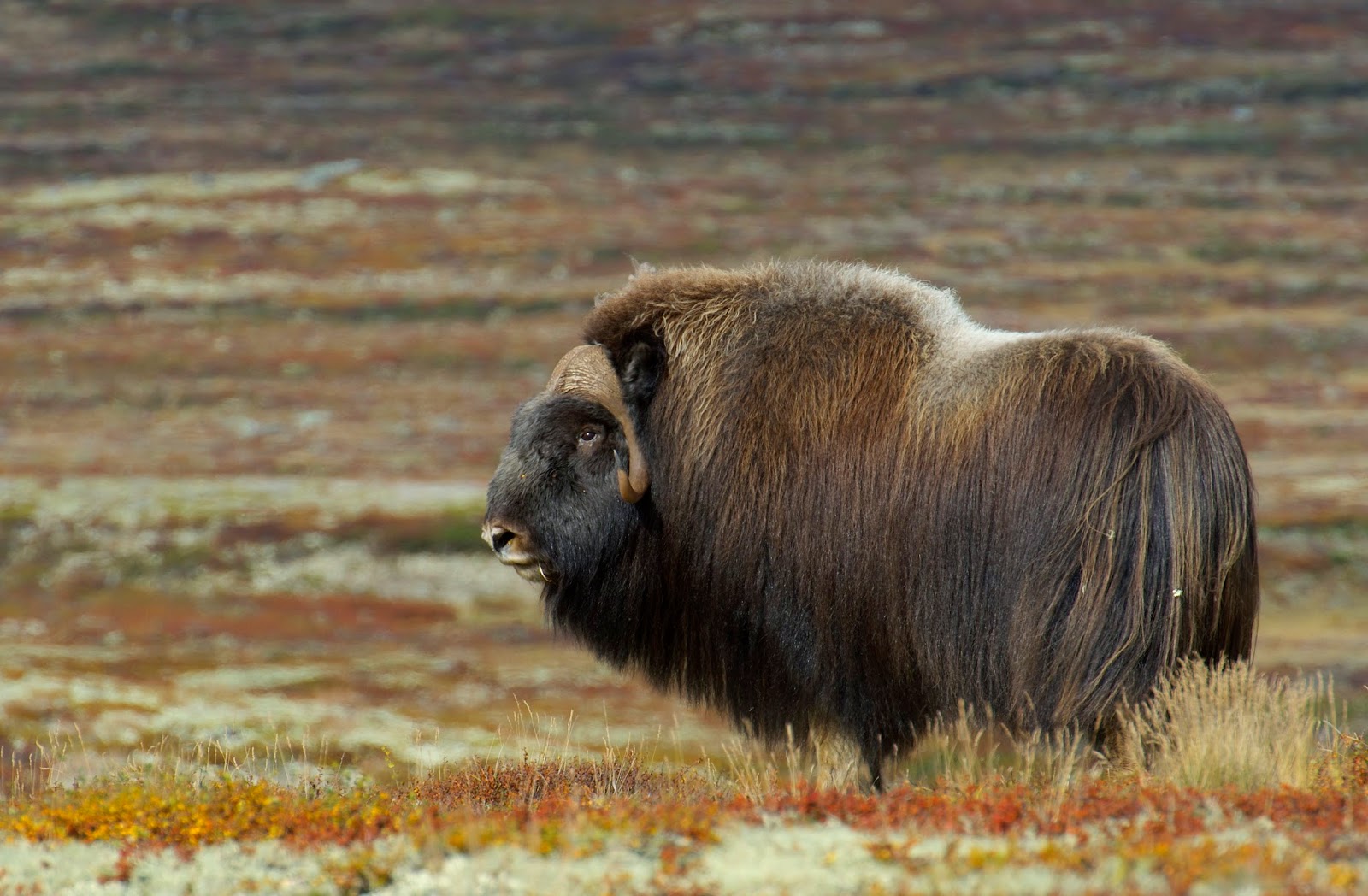 Naturfoto Einar Hugnes: Moskus i familieflokker og enslige okser