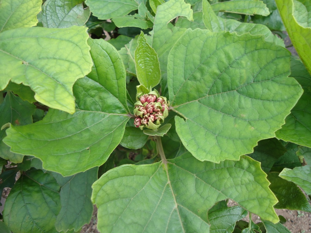 Spice of Life!: Floral Feast