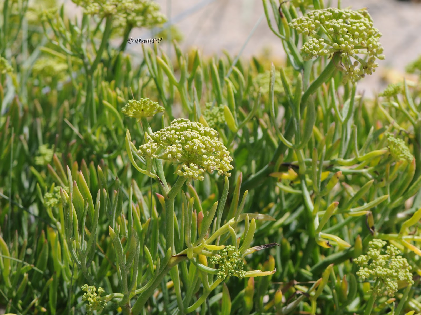 Macrophoto plaisir passion: La Criste marine, Crithmum maritimum, ou ...