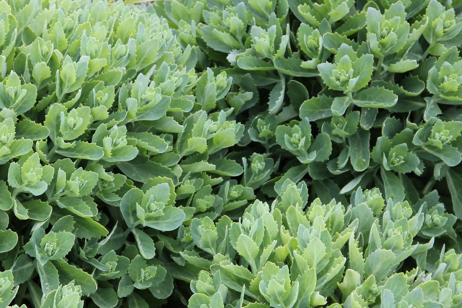 Kukka & Kaali: MAKSAAKO VAIVAN?