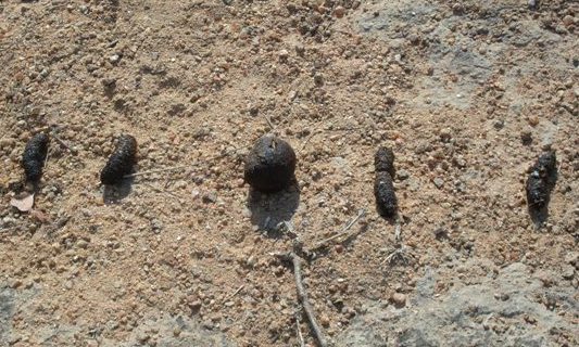 mainly mongoose: Smelly little messages