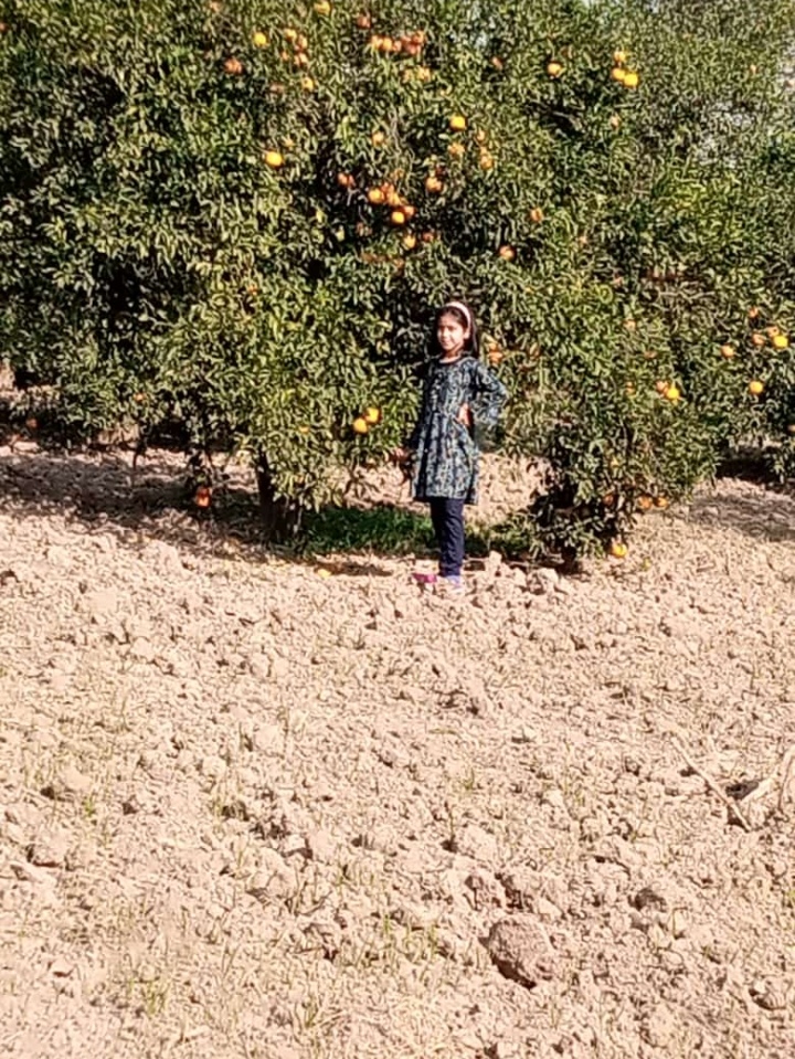 Orange Farms Sargodha Pakistan produce best oranges| export| A visit to ...