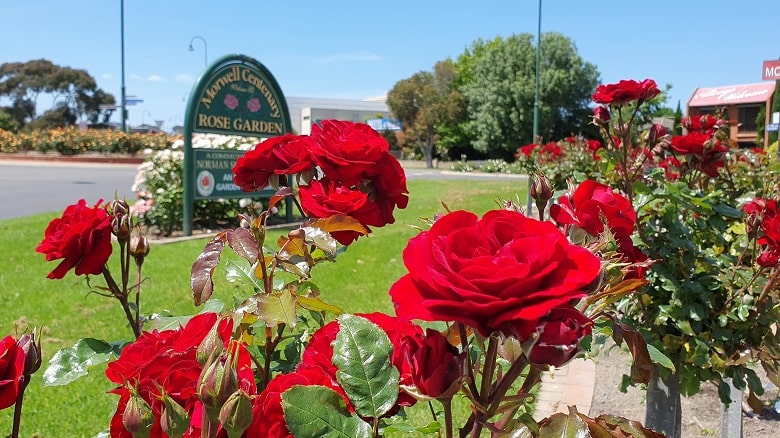 When life is full of roses | Morwell Centenary Rose Garden - For Urban ...