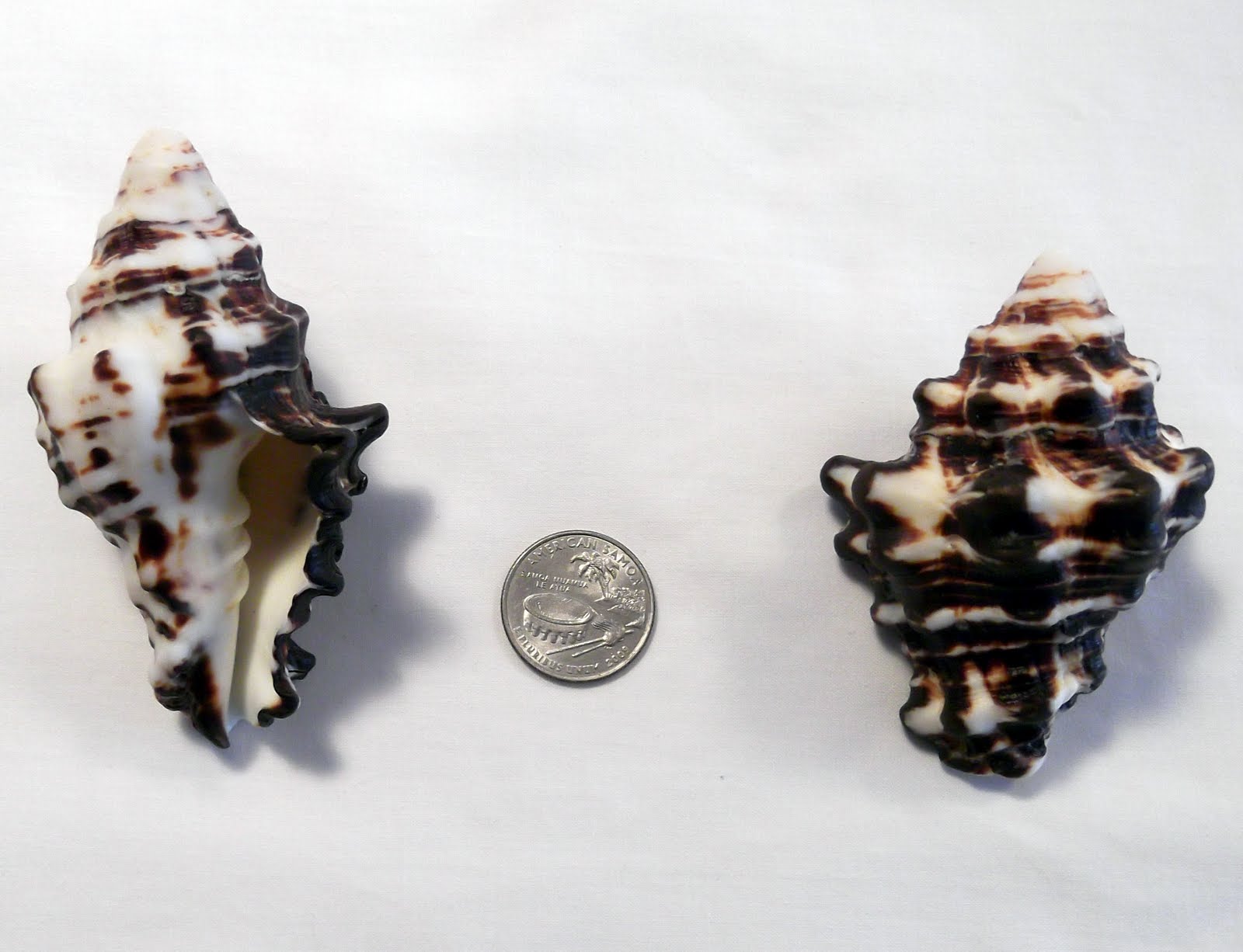 Across The Universe: Shelling in Samoa