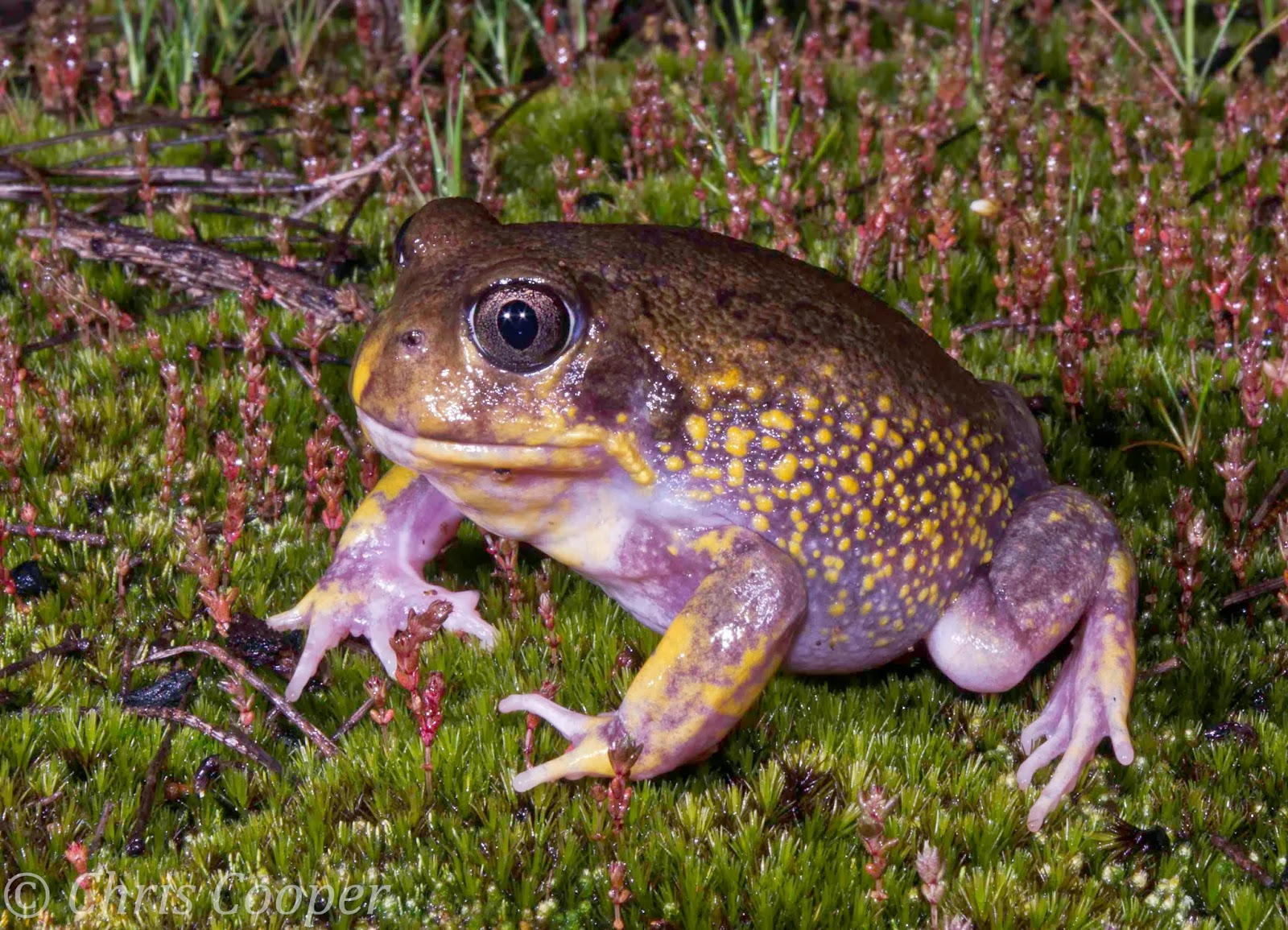 Chris Cooper Field Ecology: A Day and Night in the Perth hills!