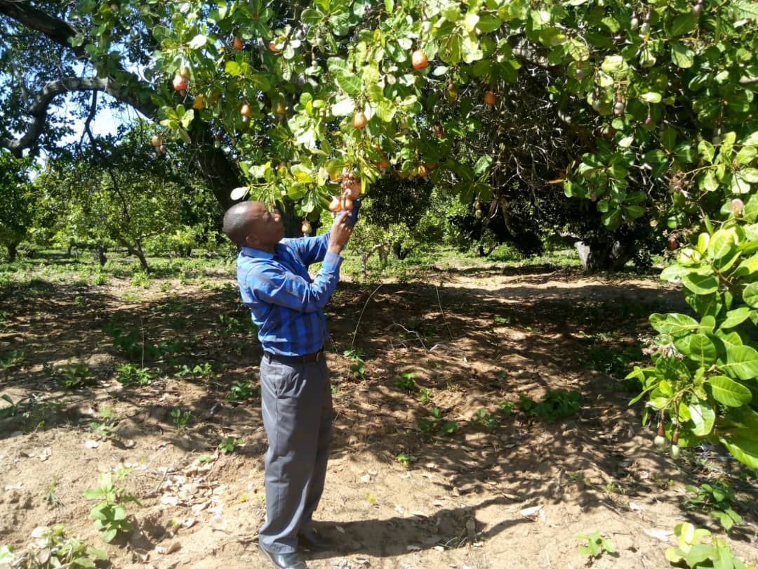 Wakulima wa Karosho mikoa ya kusini waendelee kuhudumia na kuvuna ...