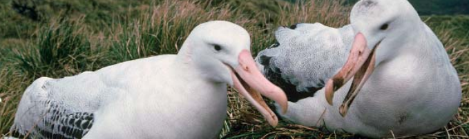 Albatross Facts I