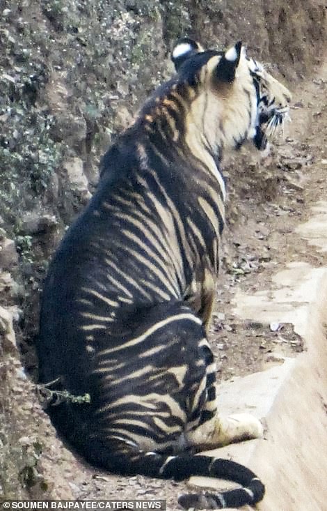 Pseudo-melanistic black tiger photographed in Odisha, India