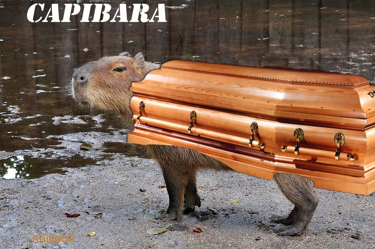 shilipoti: CAPIBARA