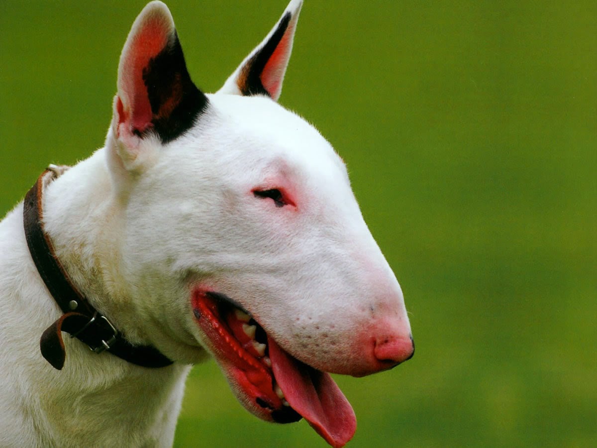 Bull terrier | WIKI PERROS