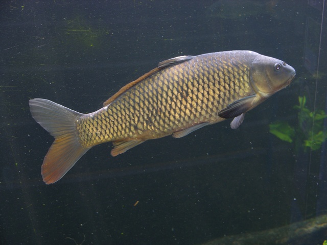 Common Carp ~ Aquatic Animals