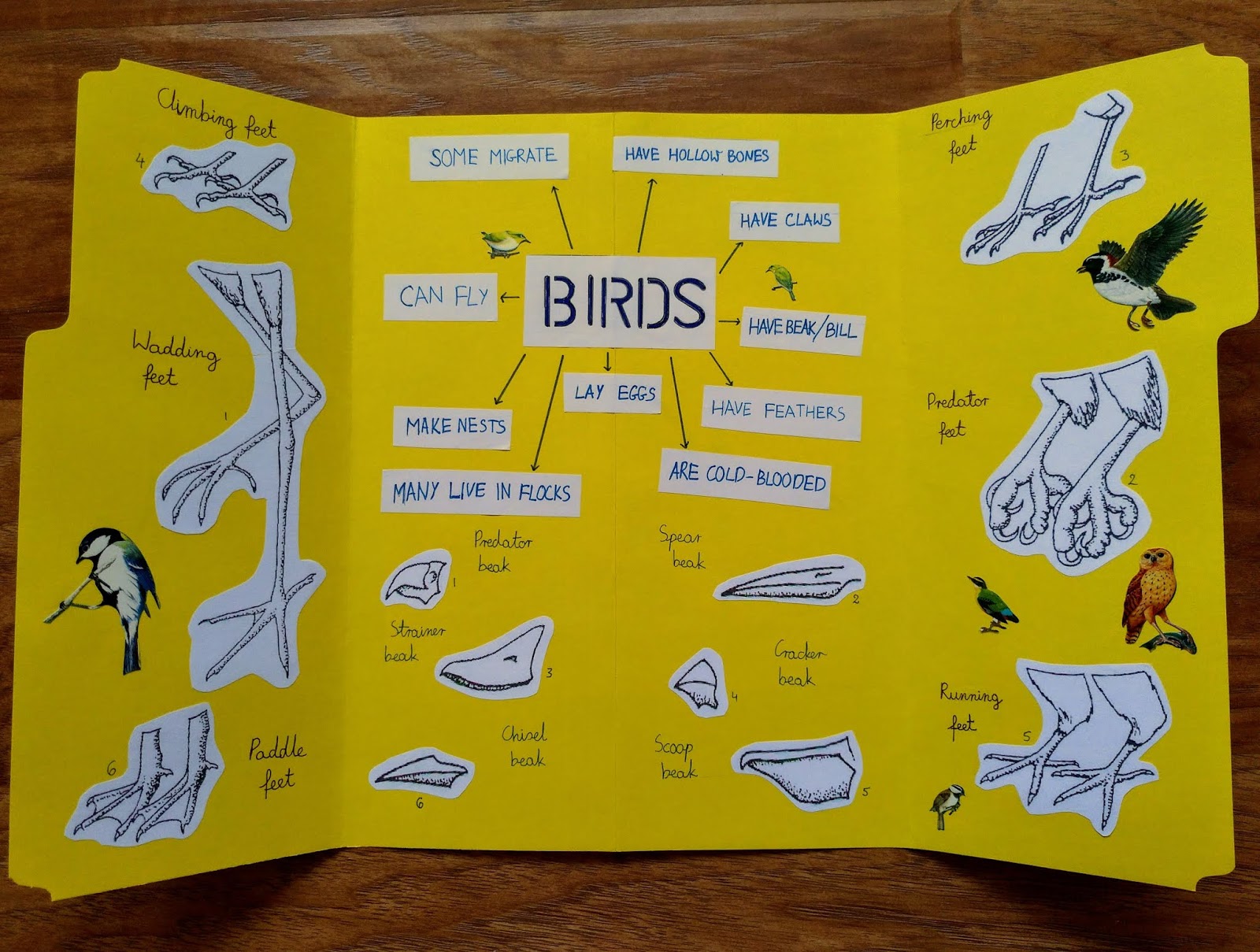 Lapbook o ptakach - Birds lapbook