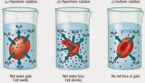 Soluciones Isotonicas