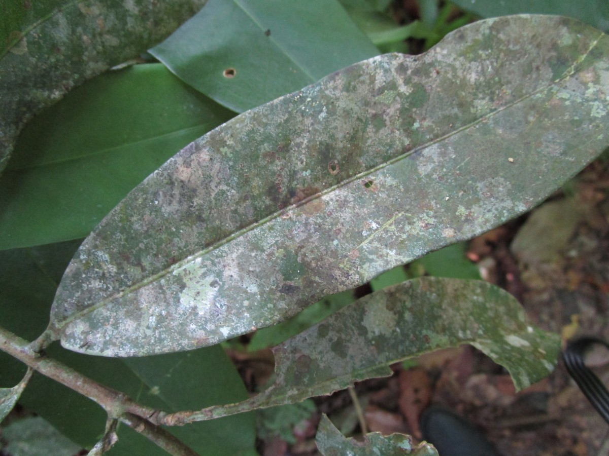 Jehuite: ¿Sabes cómo reconocer una selva tropical?