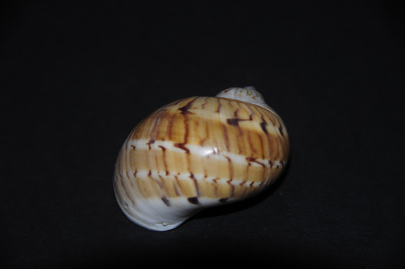 Capt. Brian's Observations On The Water: The Elusive Gaudi Nautica