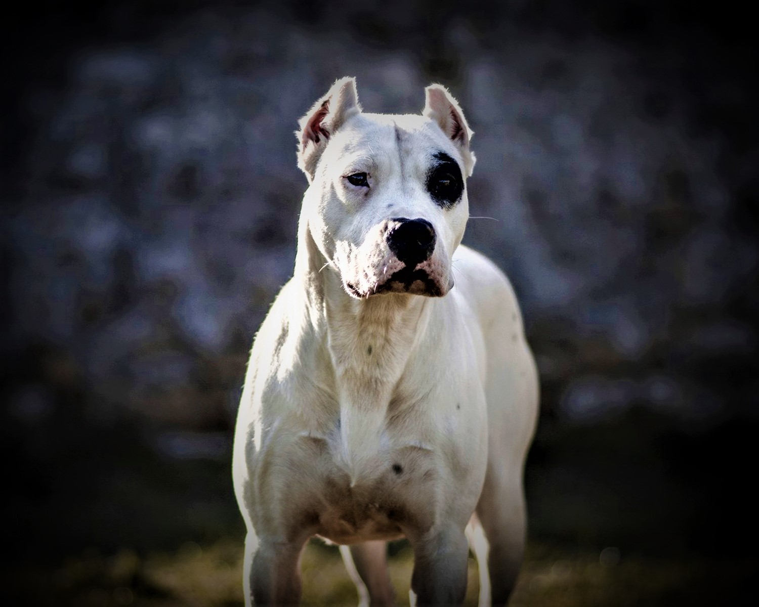 Argentine Dogs history, characteristics of the breed, Price, breed ...