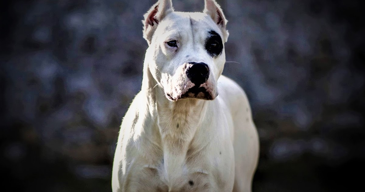 Argentine Dogs history, characteristics of the breed, Price, breed ...