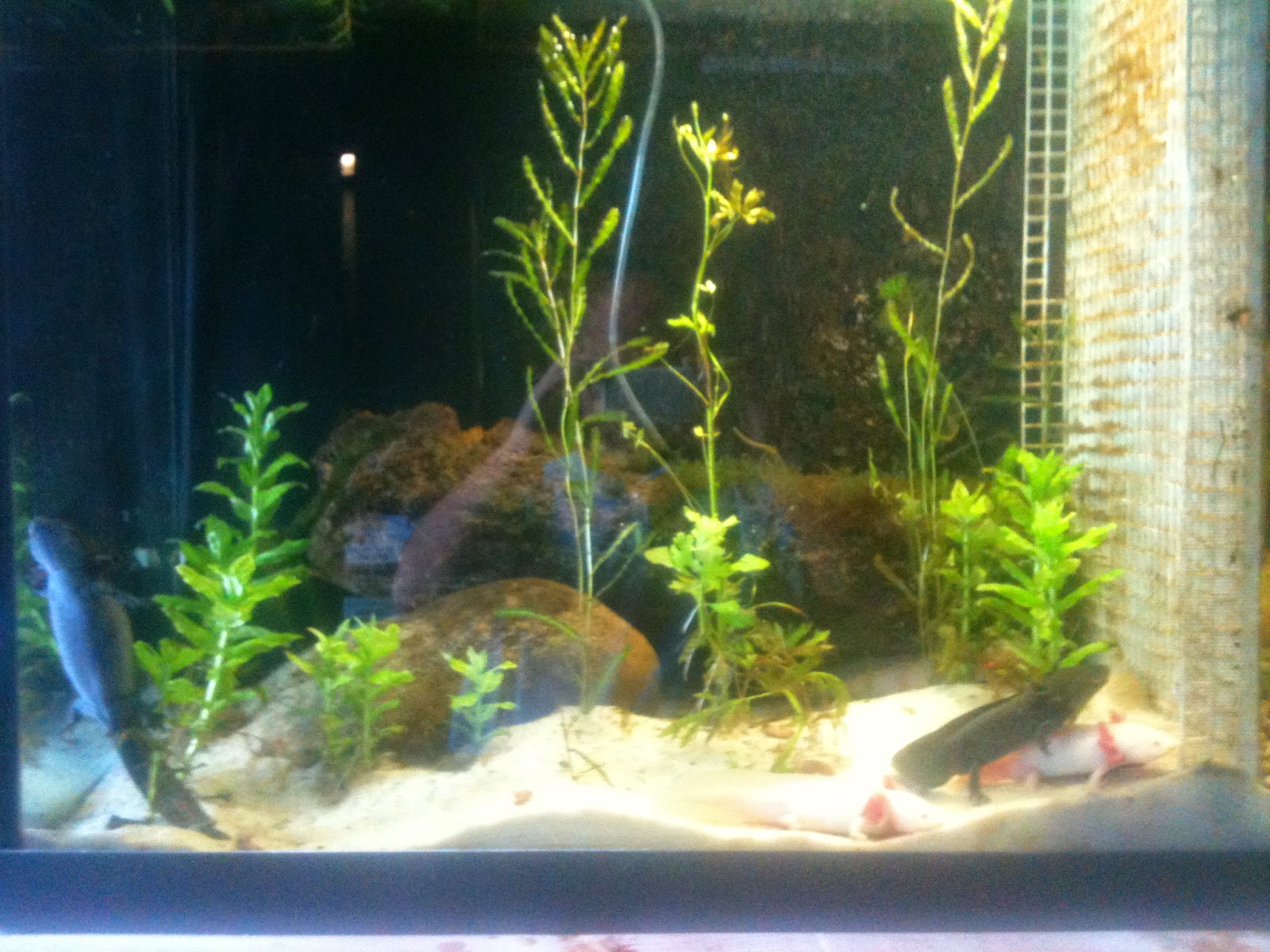 Finatics Tropical Fish : What is an Axolotl, anyway? By: Ashley Moore